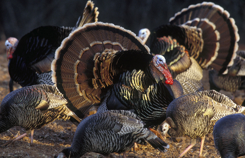 10 Things You Didn't Know About Turkey Slideshow