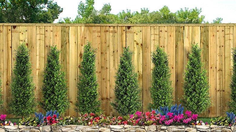 11 Tips And Tricks For Growing Fruit Trees In Your Garden