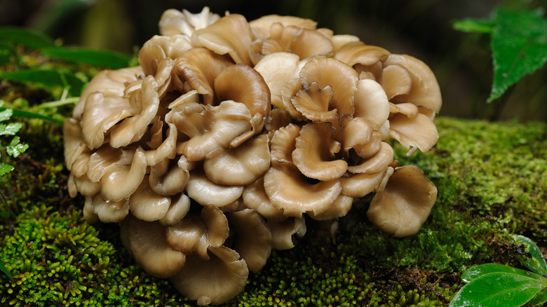 13 Different Types Of Mushrooms And How To Use Them