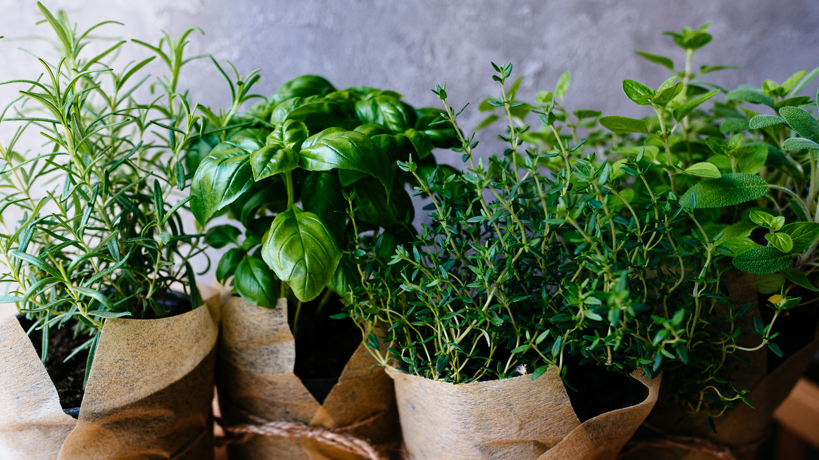 14 Underrated Types Of Herbs You Should Be Cooking With More Often