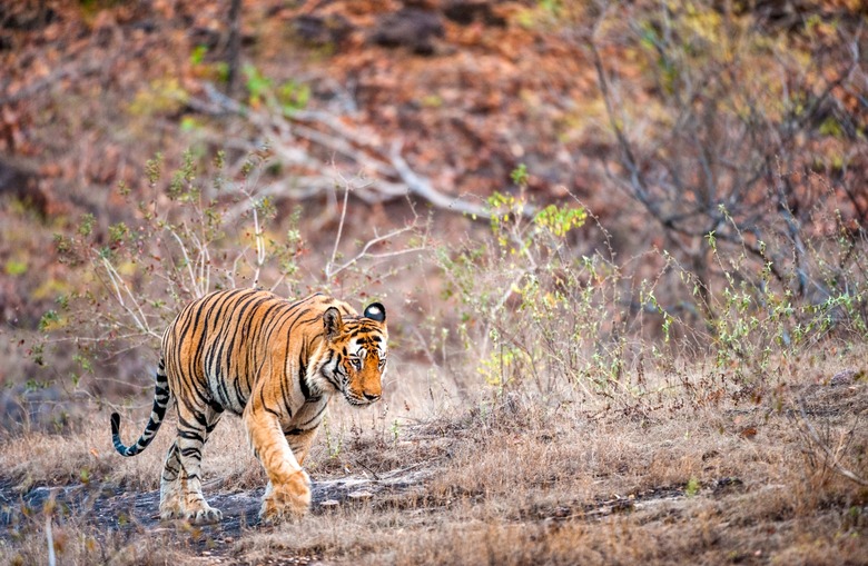 15 Familiar Plants and Animals That May Not Be Around Much Longer (Gallery)