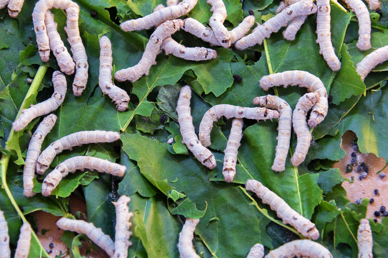 9 Countries Brave Enough to Eat Insects Without a Chocolate Coating ...