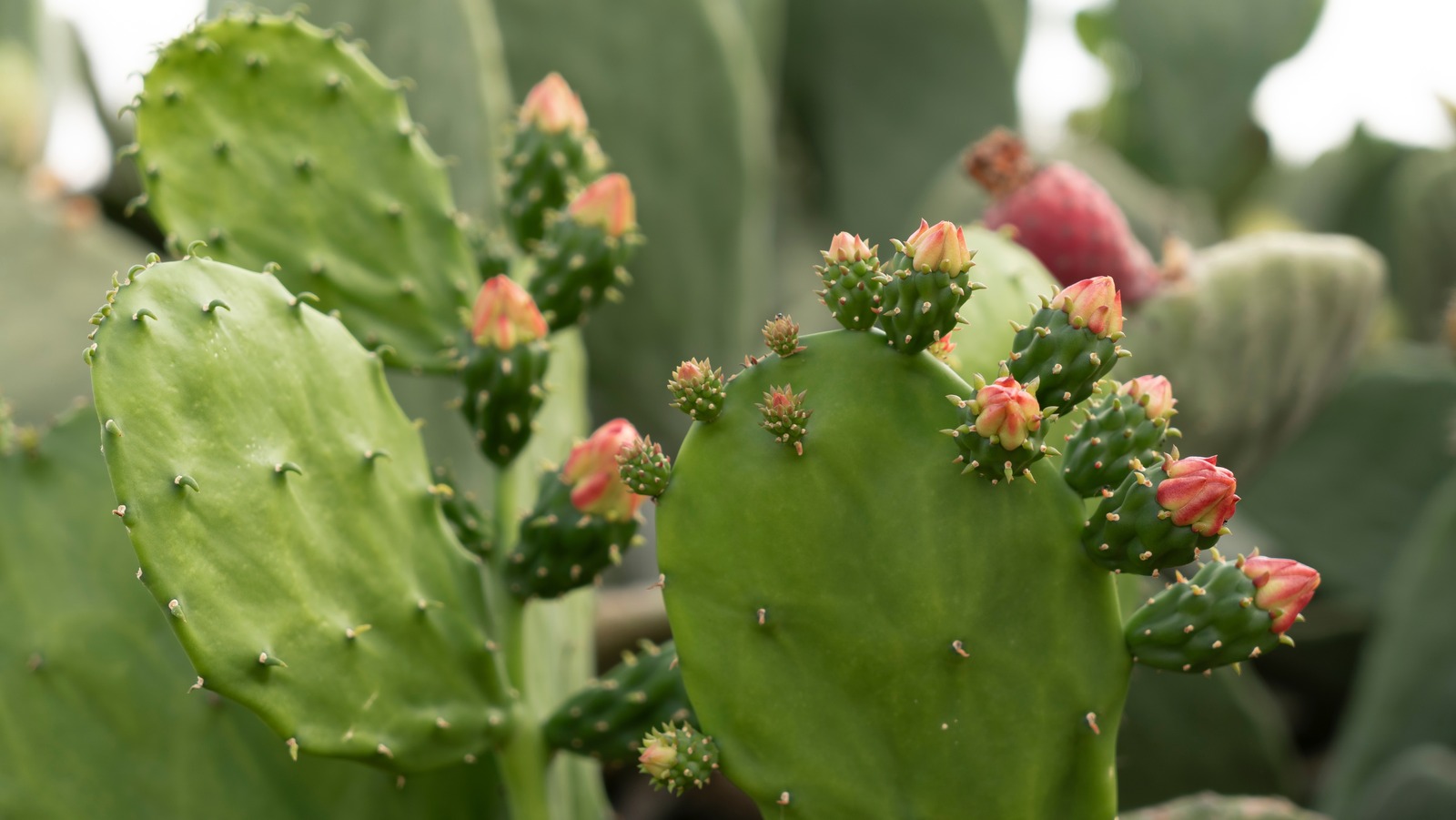 A Beginner's Guide To Edible Cactus
