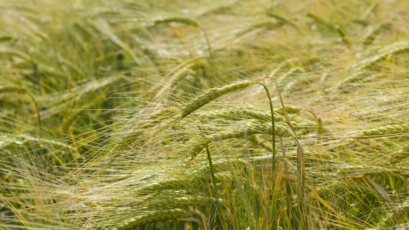 A New Exotic Strain Of Wheat Could Be An Answer To Global Food Struggles