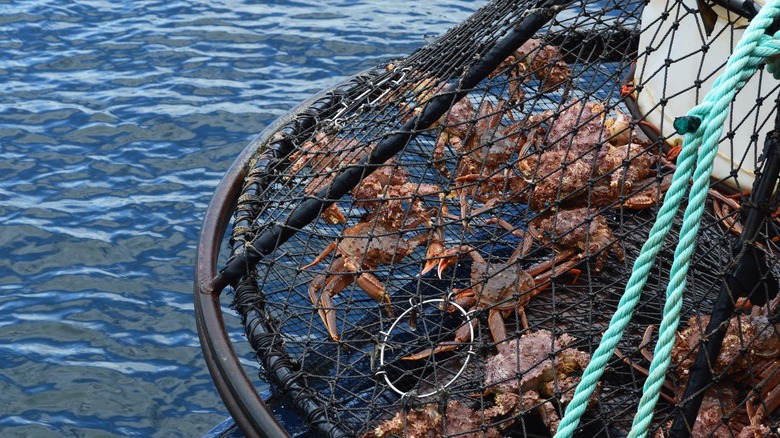 Alaska Canceled Its Snow Crab Season For The First Time In History. Here's Why