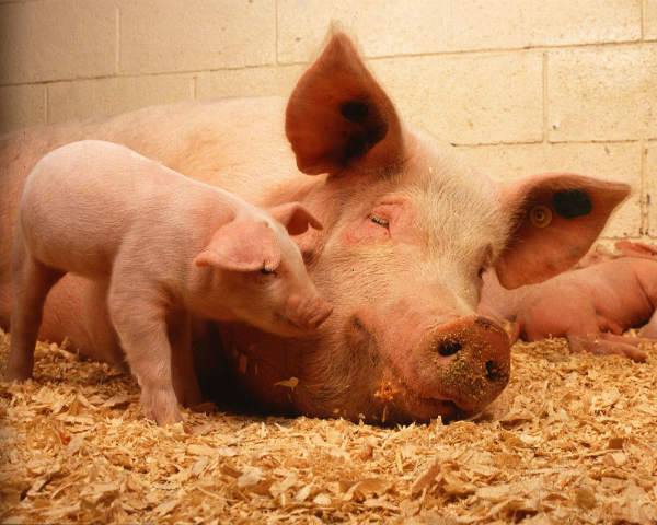 Denmark Battles MRSA On Pig Farms