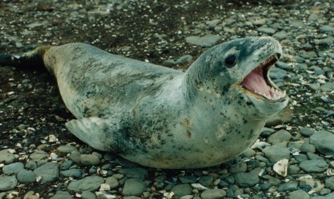 Dublin Seafood Restaurant's Most Reliable Customer Is A Hungry Seal