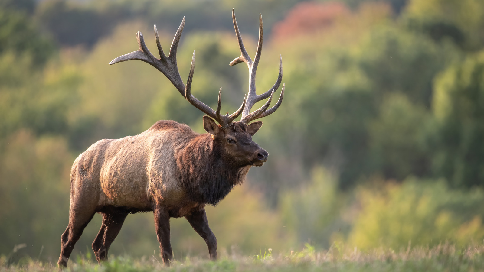 Elk Might Be A Nontraditional Meat, But Its Menu Popularity Is Growing