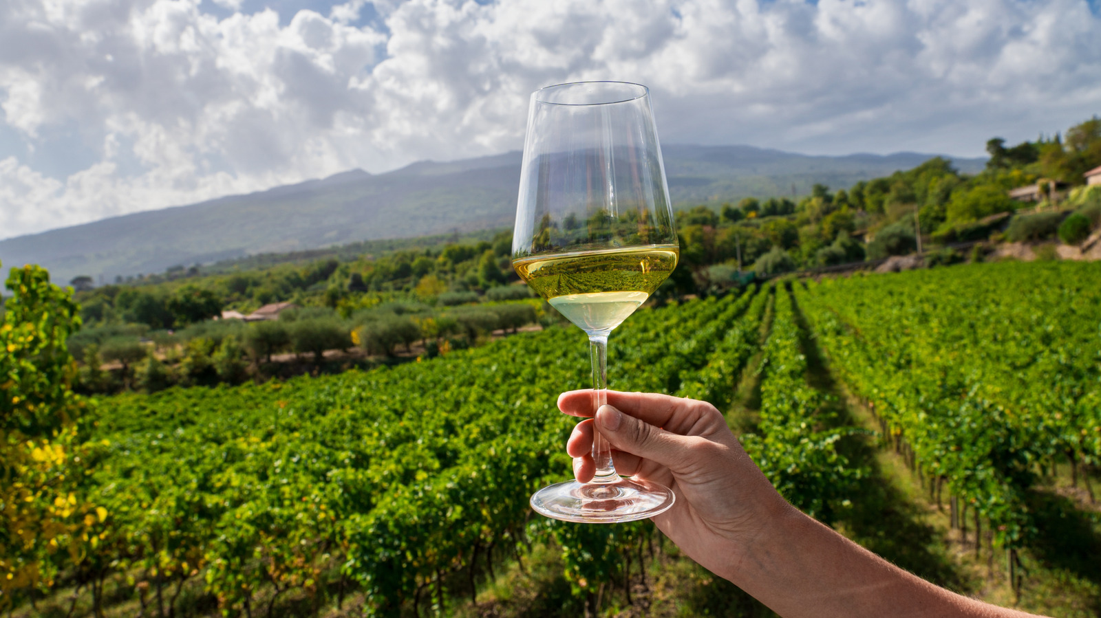 Expert Advice On Sourcing Affordable Wines That Taste Good