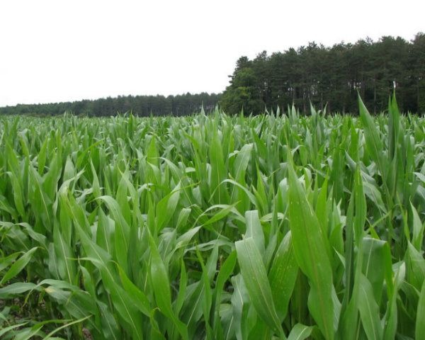 Farmer Finds Marijuana In Corn Field