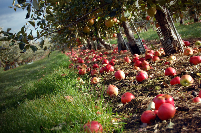 From Farms to Orchards: The Top Places to Pick Apples in America Slideshow