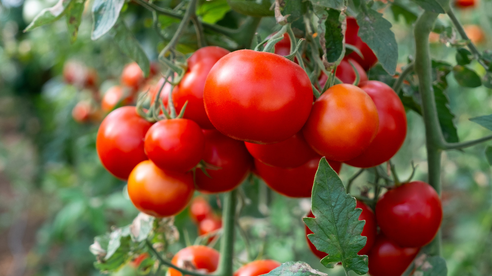 Growing Tomatoes? Here's How To Tell If They Need More Water