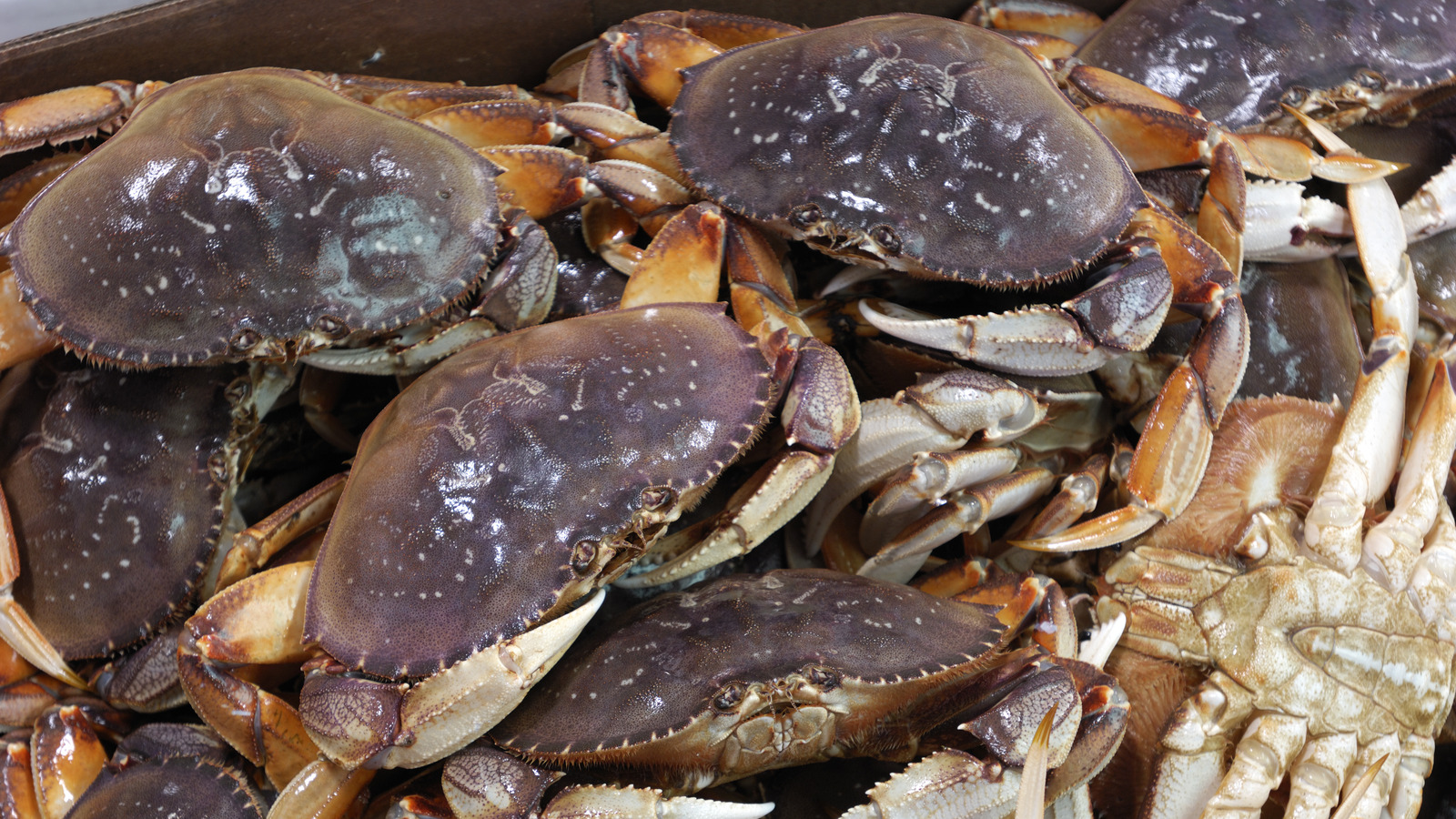 Here's What You Need To Know For Storing Fresh, Live Crabs At Home