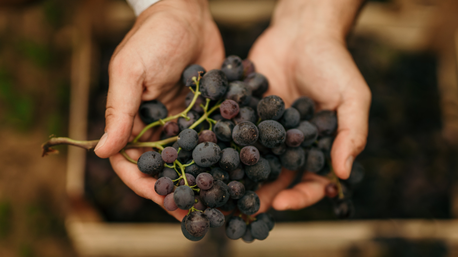 How Long Should You Oven Dry Grapes For Homemade Raisins?