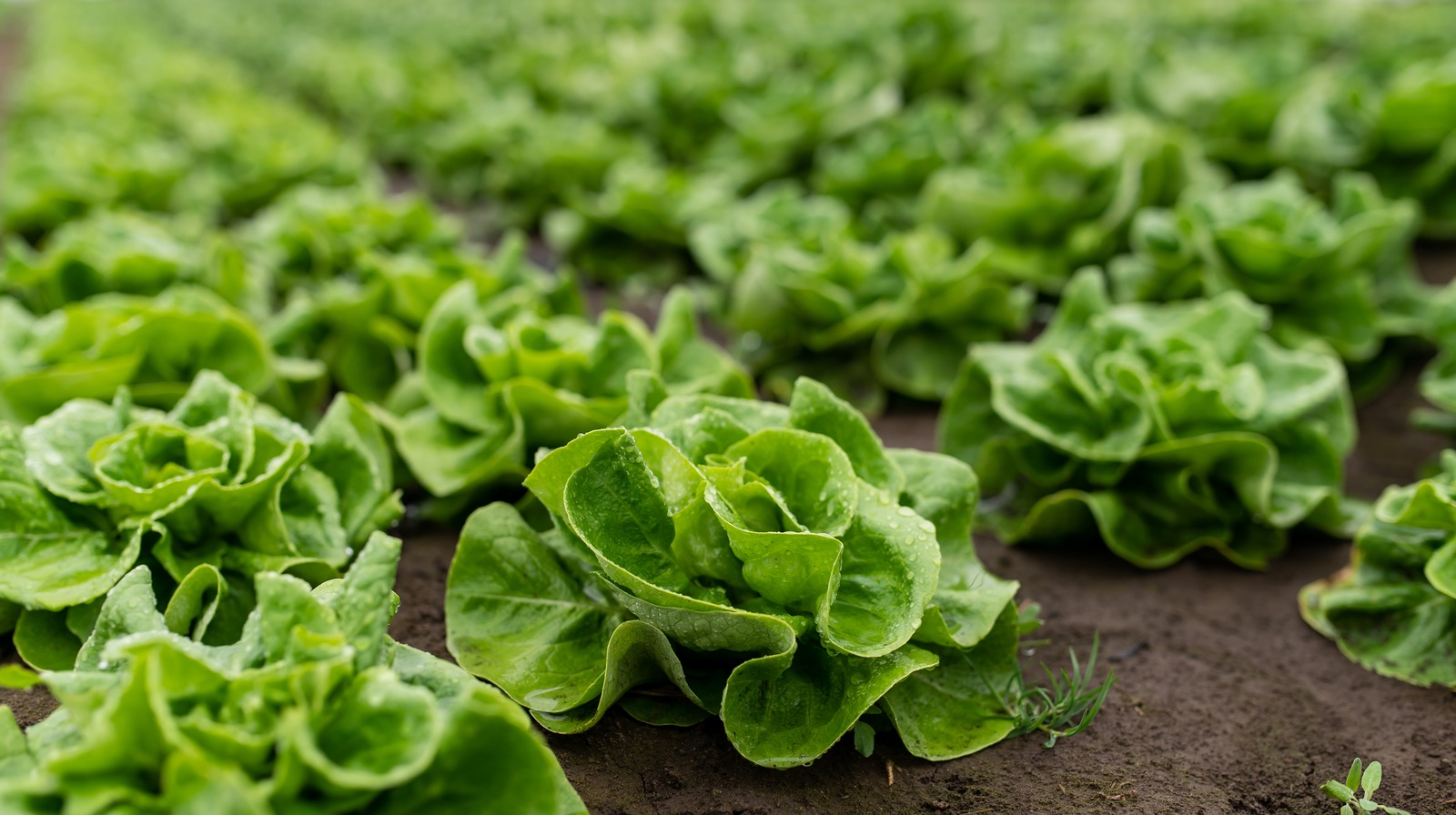 How The Current Lettuce Shortage Is Affecting Restaurants Across The US