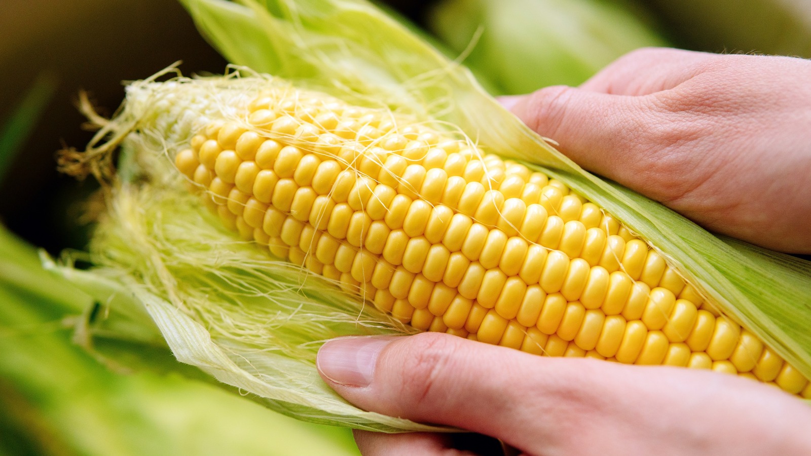 How To Buy Perfect Ears Of Corn At The Grocery Store Every Time