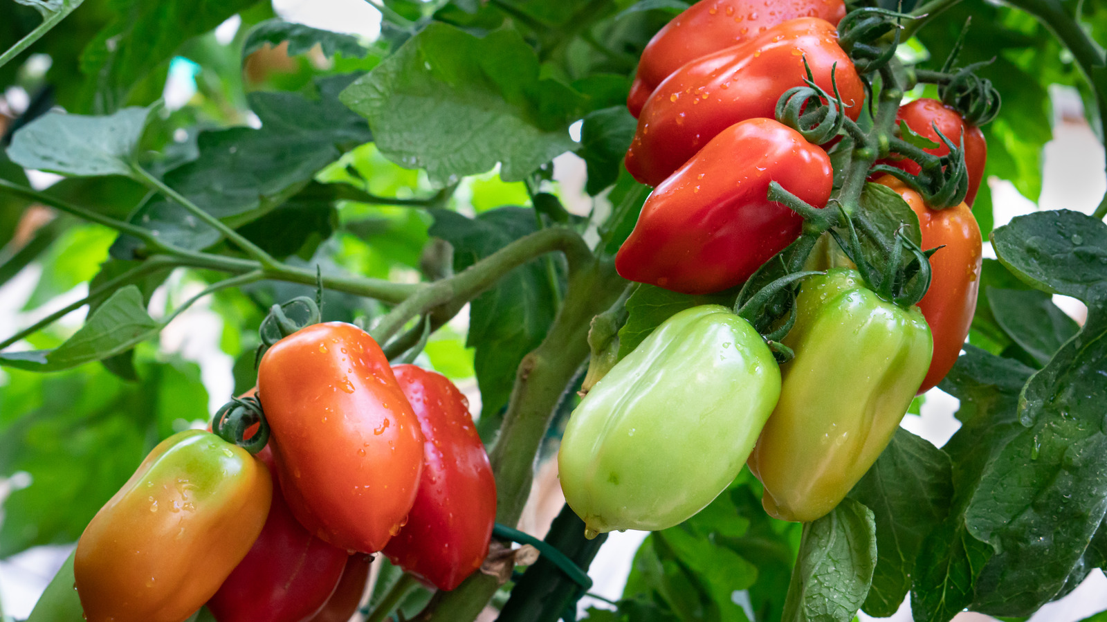 How To Tell If Your San Marzano Tomatoes Are The Real Deal