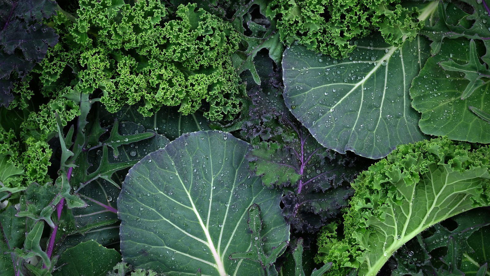 If You Don't Like Kale, Cabbage Is An Equally Nutrient-Rich Alternative