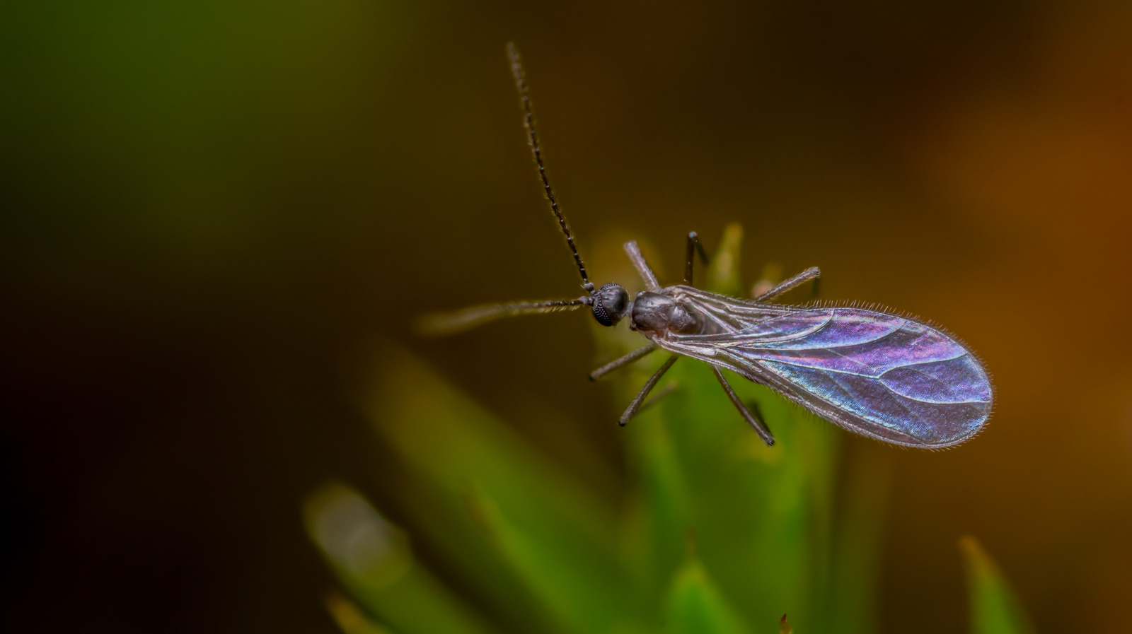 If Your Kitchen Is Swarming With Gnats, Find Some Old Wine