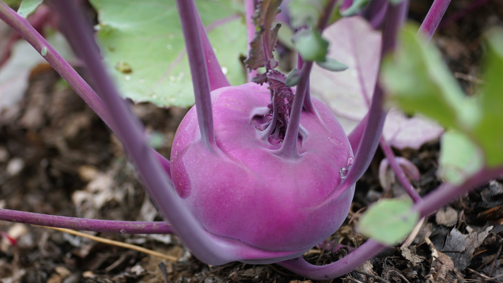 Kohlrabi Vs Turnips: What's The Difference?