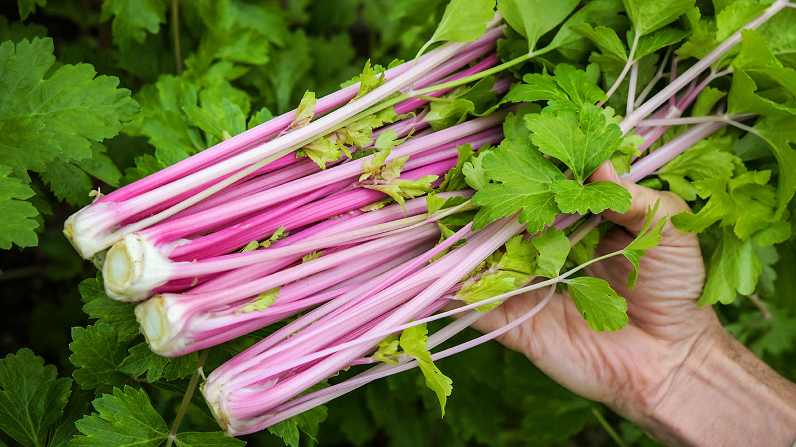 Pink Celery Is The Vibrantly Beautiful Vegetable To Add To Your Summer ...