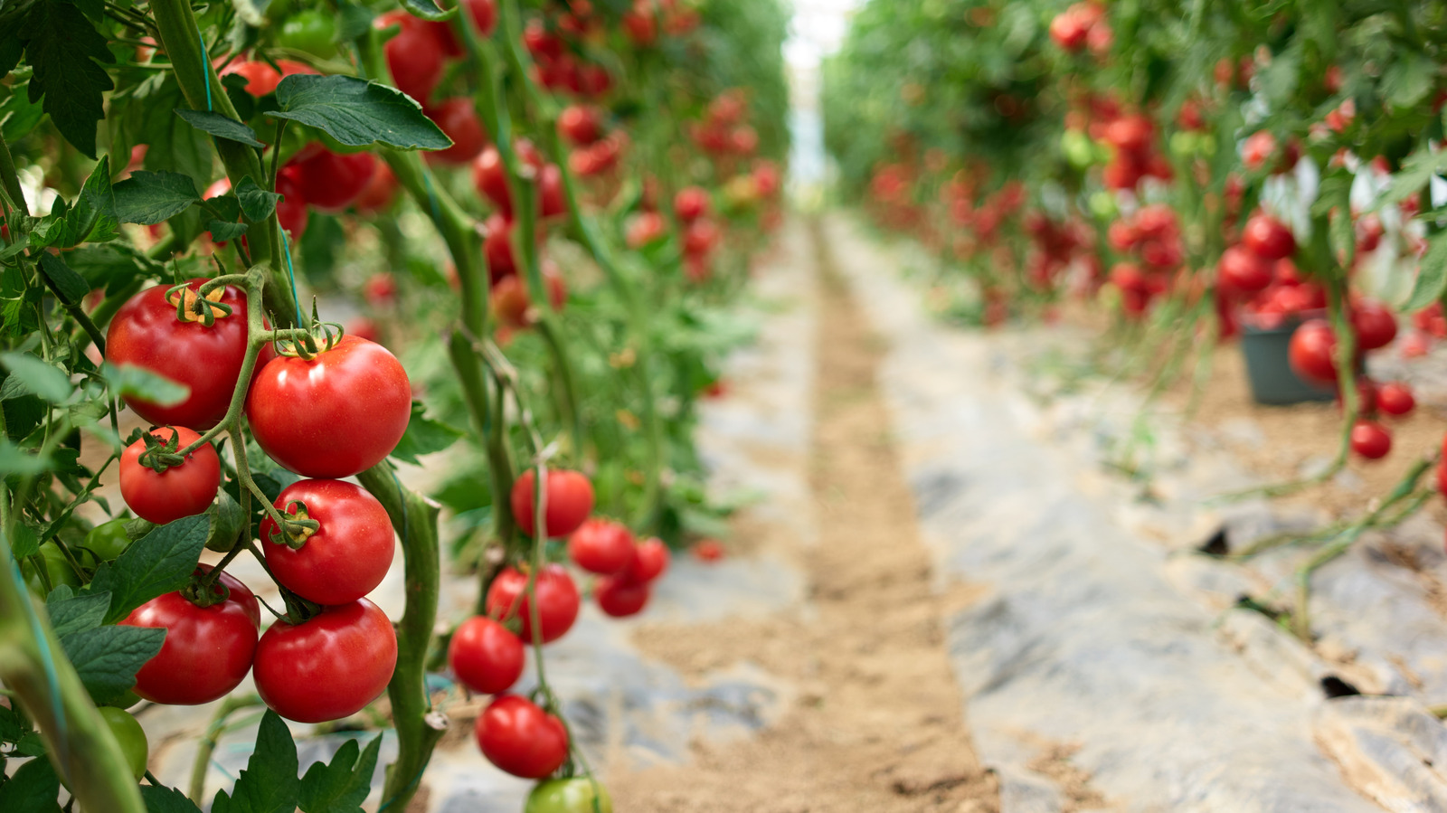 Protect Larger Tomatoes In Your Garden With This Foolproof Tip