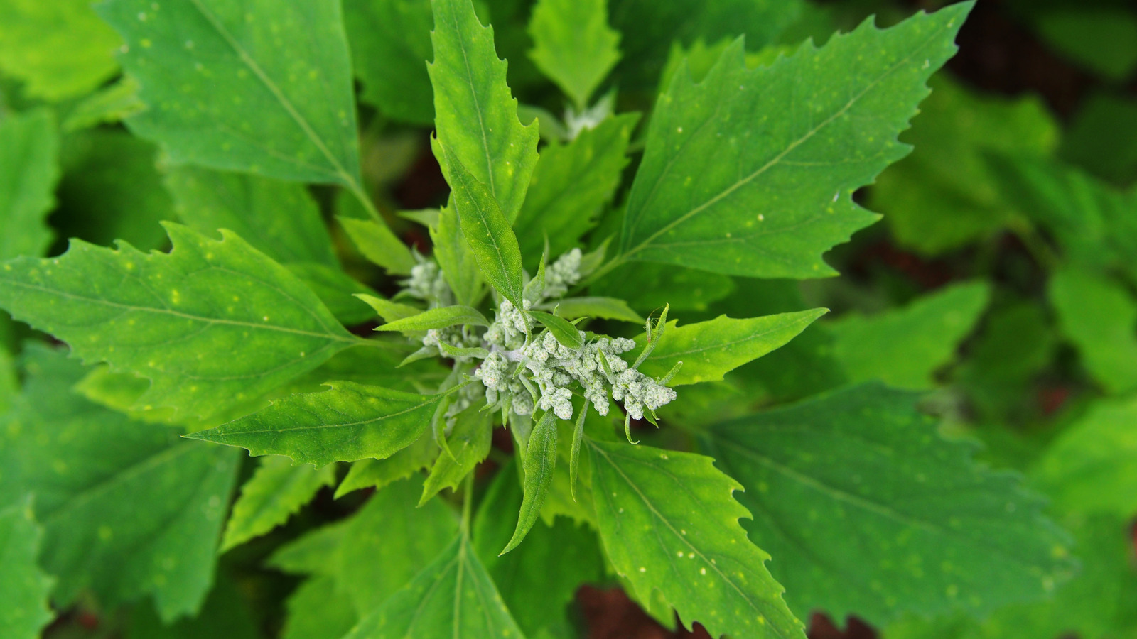 Quelites: The Nutritious Foundation Of Mexican Cuisine That Should Be ...