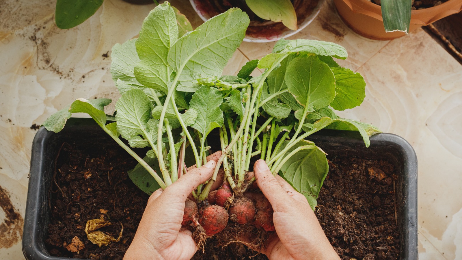 Radish Greens Are Totally Edible. Here's How To Prepare Them
