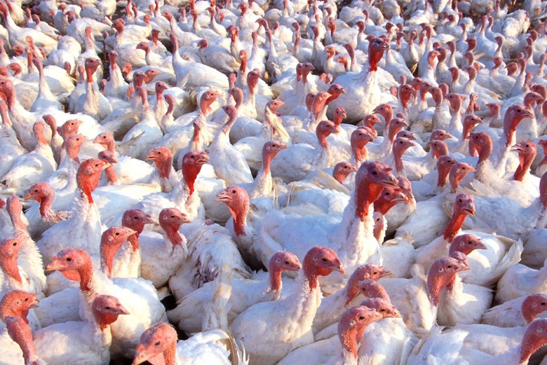 Thanksgiving Turkey Escapes Plate, Becomes House-Trained Pet