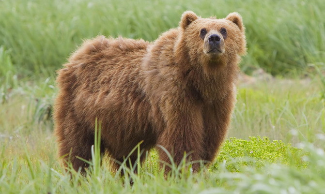 The 9 Items Most Likely to Attract a Bear to Your Campsite