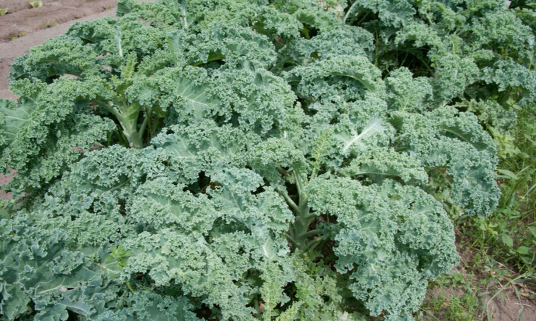 The Most Overrated Foods On Earth