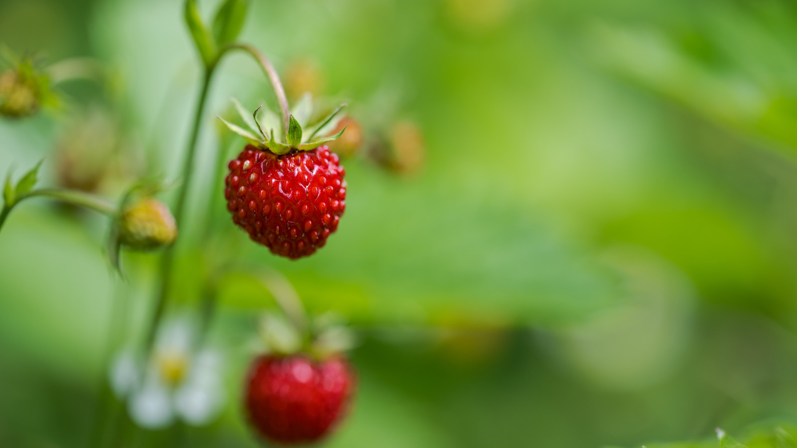 The Pleasantly Aromatic Strawberry That Should Be On Your Radar