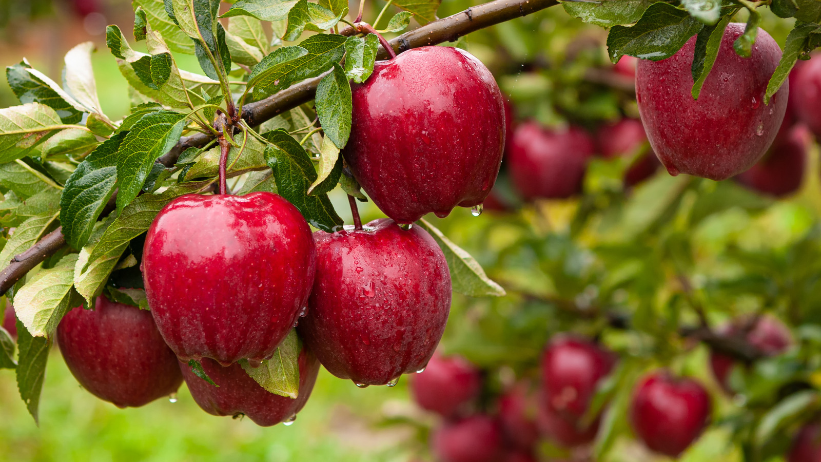 The Religious Motivations Behind How Johnny Appleseed Grew His Apples