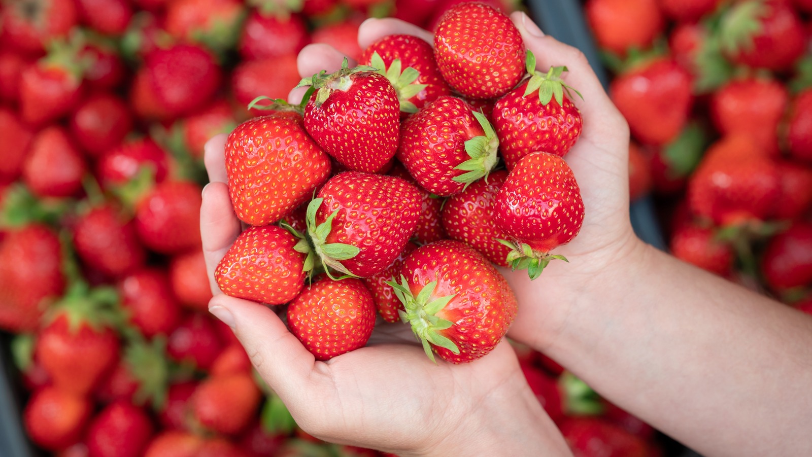 The Simple Rule For Choosing The Absolute Best Strawberries
