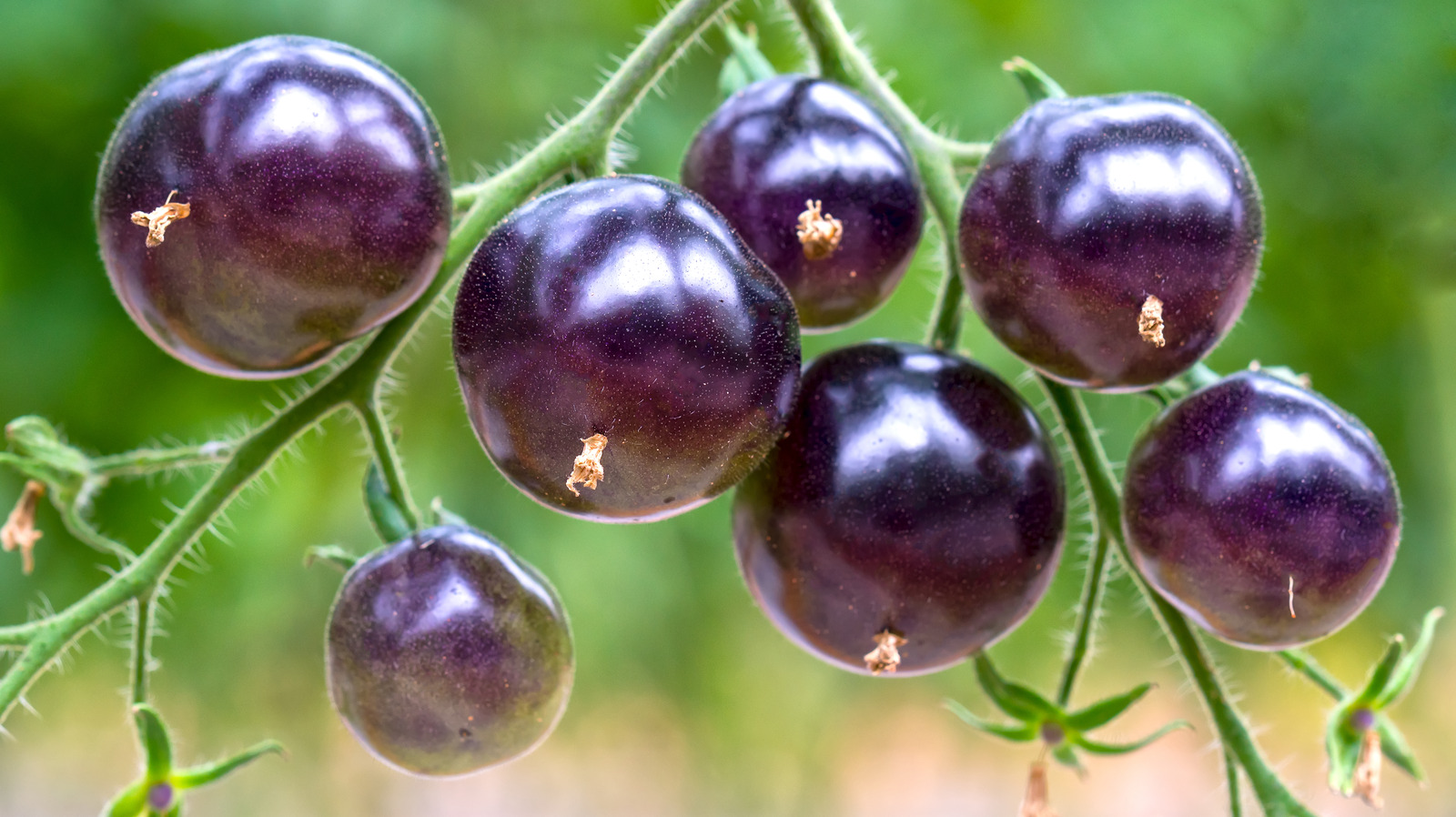 Nico Danilovich - Journalist Profile - Intelligent Relations