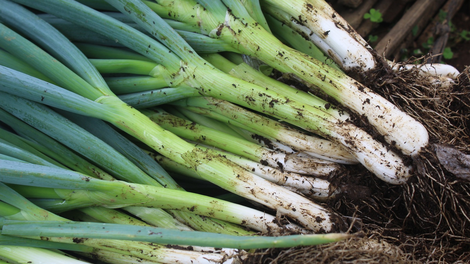 The Top 12 Green Onion Hacks Everybody Should Try