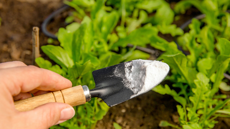 The Versatile Pantry Staple Martha Stewart Uses To Keep Weeds Out Of ...