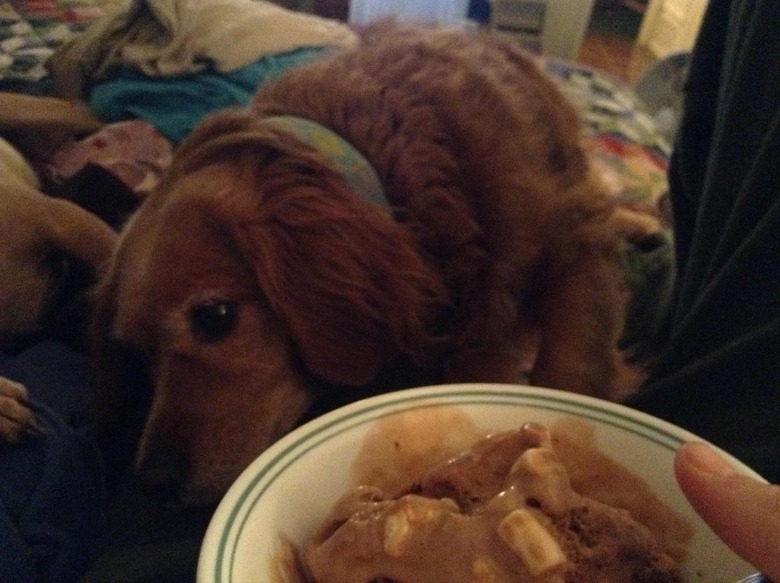 These Adorable Pups Just Want To Try One Bite