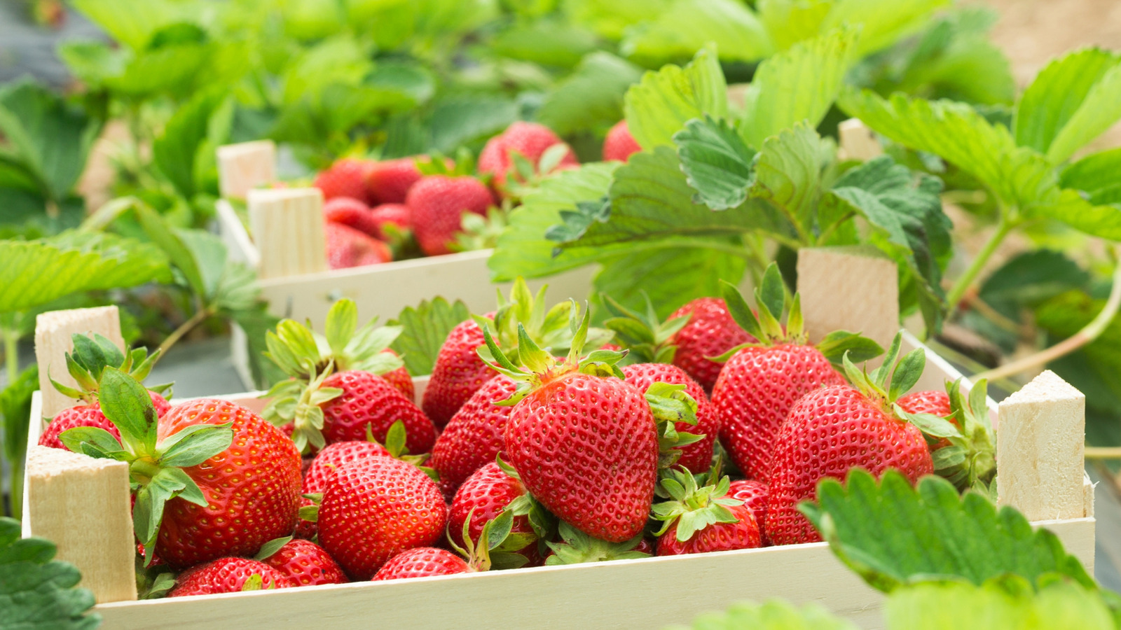 This Country Produces The Most Strawberries In The Entire World