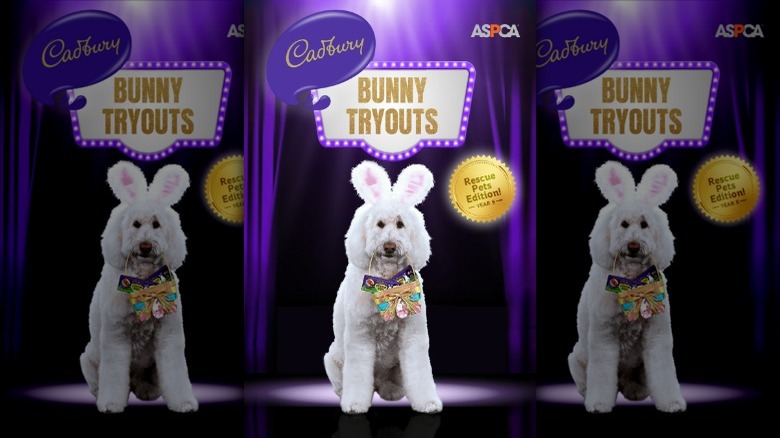 This Year's Cadbury Bunny Tryouts Is All About Rescue Pets. Here's What You Need To Know