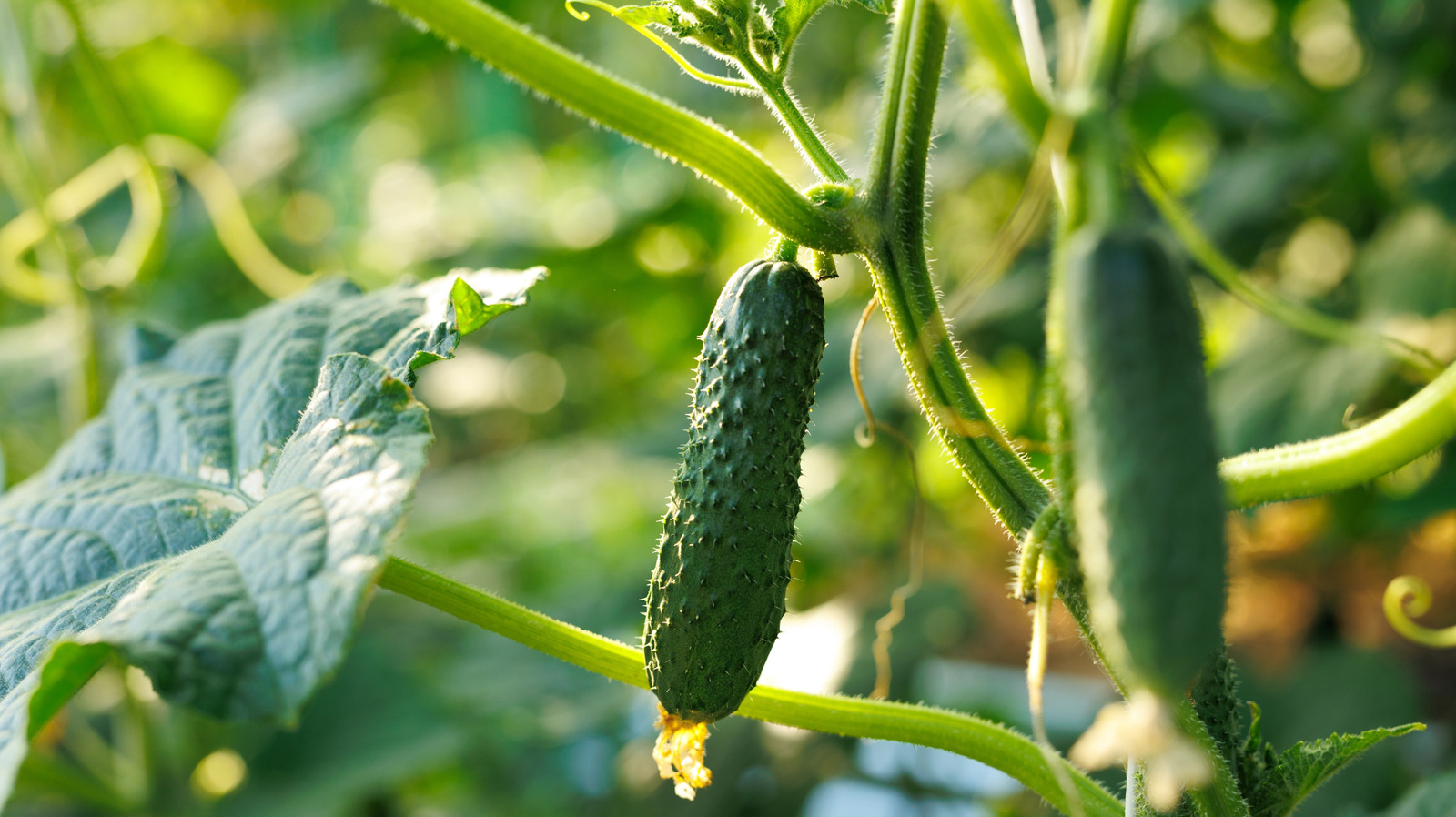 Timing Is Everything When Growing Cucumbers In Your Garden