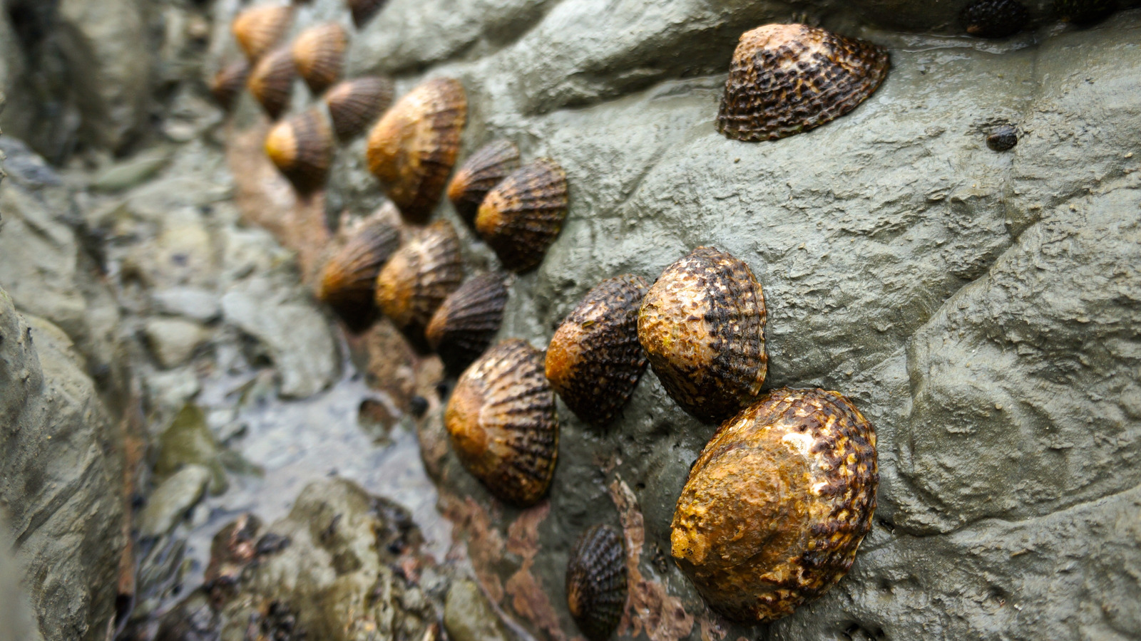 What Are Limpets And Where Can You Get Them?