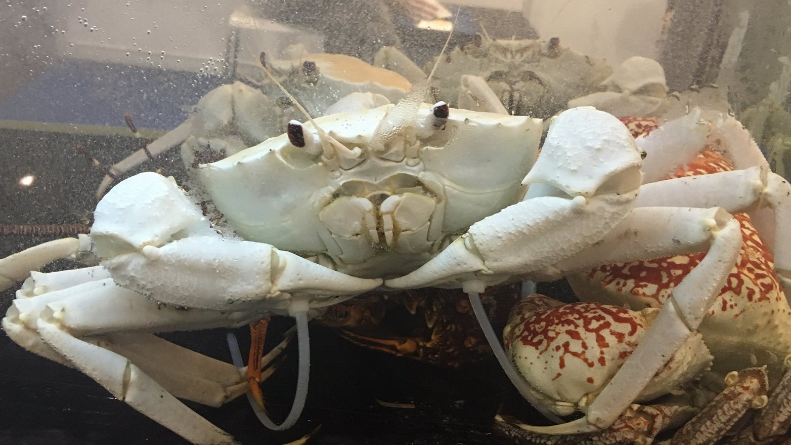 What Exactly Are Crystal Crabs And What Do They Taste Like?