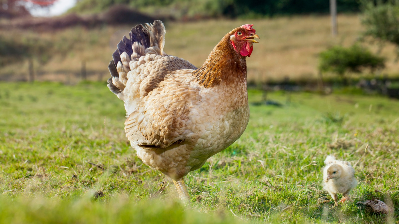 Pasture-Raised Chickens Must Spend Most Of Their Lives Outside
