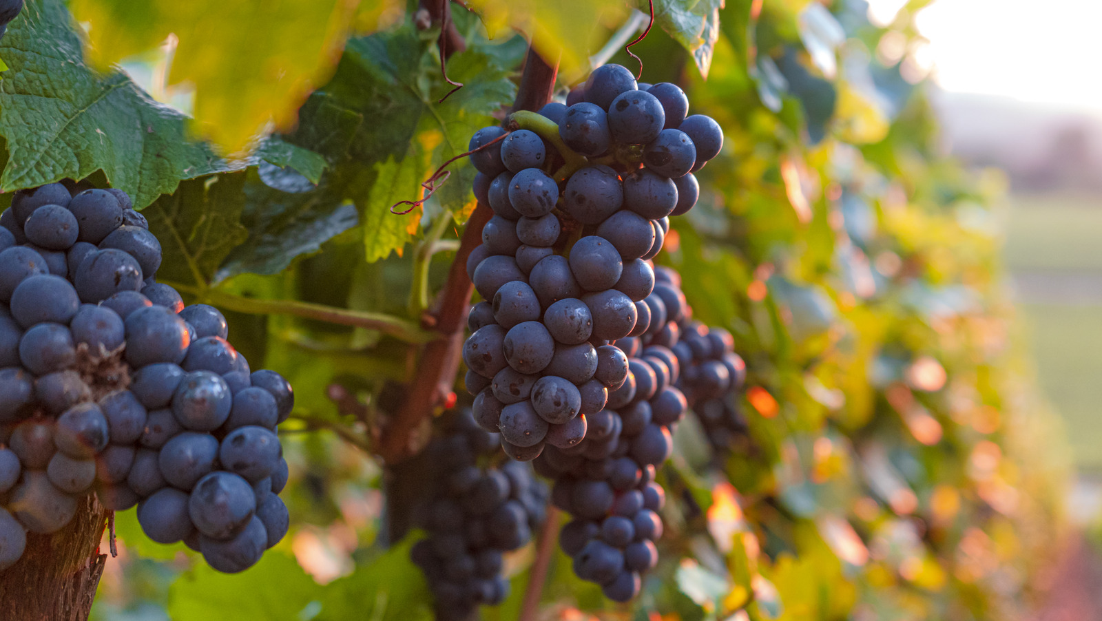 What's The Difference Between Grape Must And Juice?