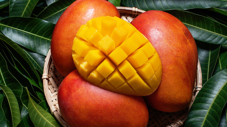 Where Is Mango Mango From Shark Tank Today?