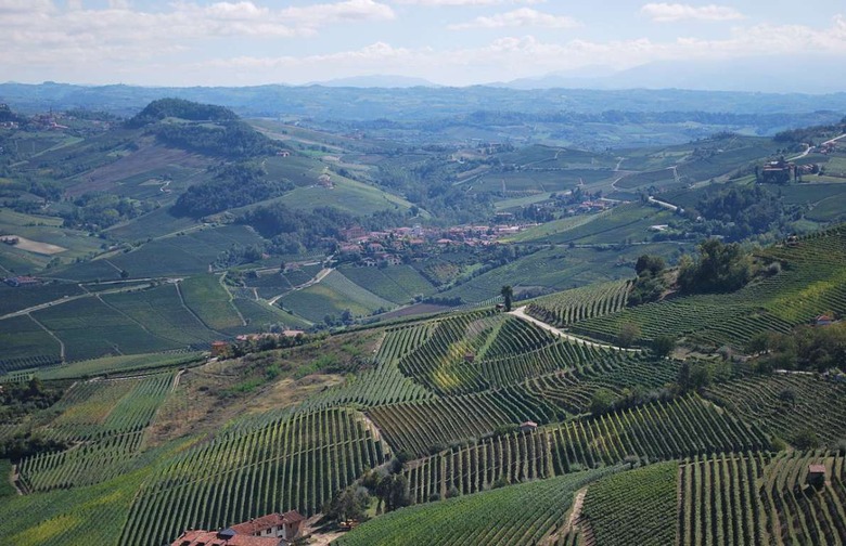 Wine Thieves Nab Thousands of Bottles of Barolo's Best