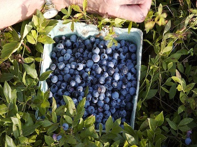 Best Fruit Festivals In America