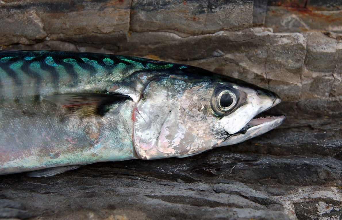 Atlantic Mackerel Healthy at Sienna Deeming blog