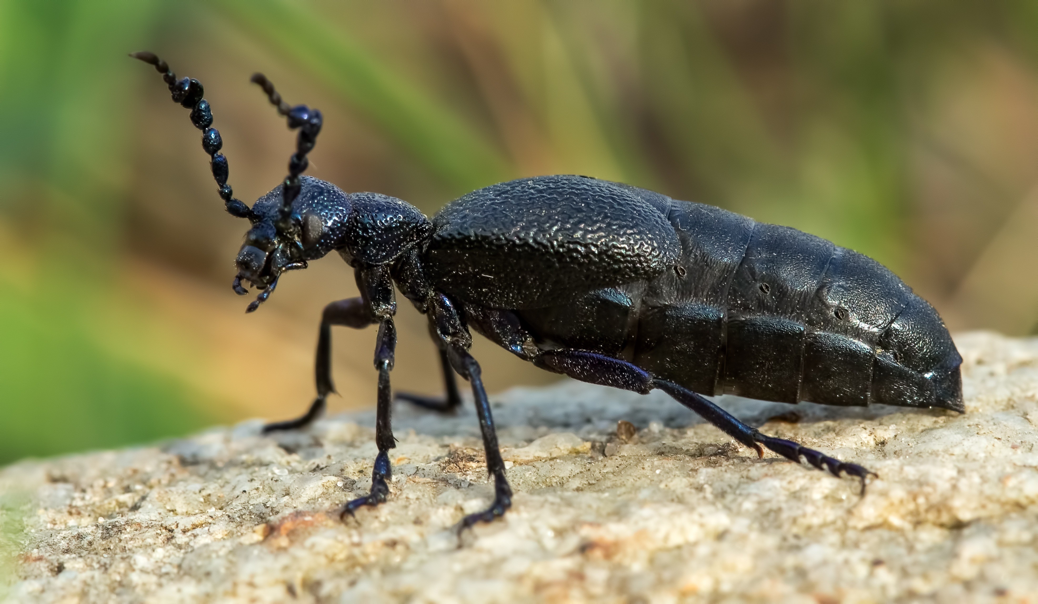 Spanish Fly from Slideshow: 20 Weirdest Aphrodisiacs Around the World ...